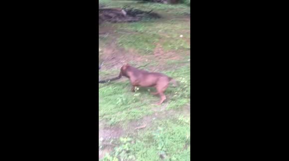 The Fight Between A Dog And A Venomous Snake In The Plantation Area ...