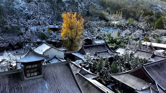 Incredible explosion of gold from 1,400-year-old ginkgo tree in Chinese ...