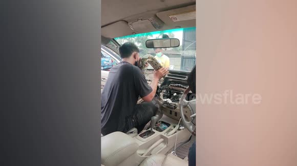 Driver finds HUGE wild python hiding in car dashboard in Thailand - Buy ...