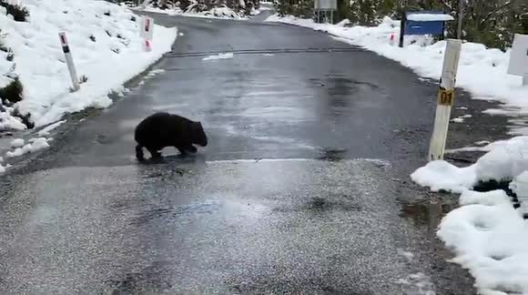 Wombat Plows Through Roadside Snow During Today’s Late Spring Snow In ...
