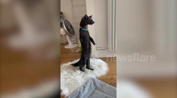 Meet Buddy the sable who stands on his hind legs and looks like a ...