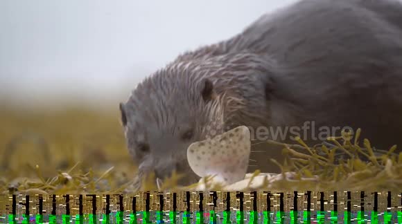 OTTER-EGO! CREATURE’S FACIAL EXPRESSION TURNS FROM FUN TO FEROCIOUS IN ...