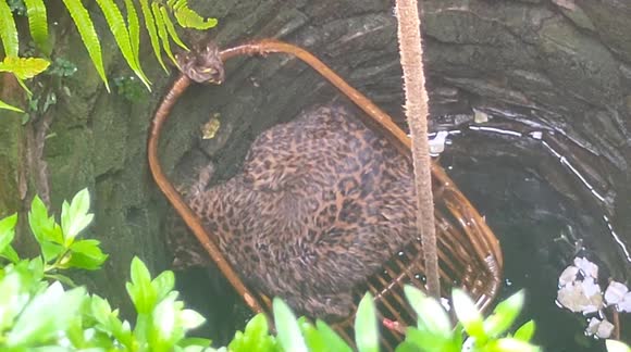 Cheetah trapped down well lifted free using bamboo chair in India - Buy ...