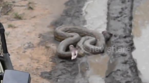 Huge python strikes at safari vehicle - Buy, Sell or Upload Video ...