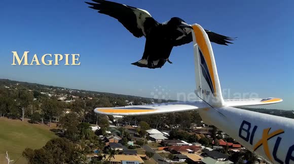 Relentless magpie continuously attacks remote control plane in Brisbane ...