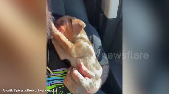 Meet the happy rescue dog whose injuries have left him looking like a ...