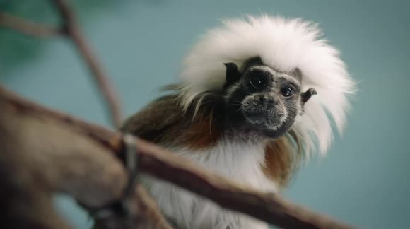 Meet the outrageous looking and incredibly cute South American tiny ...