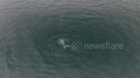 Dolphin filmed performing an unusual underwater 'HEADSTAND' - Buy, Sell ...