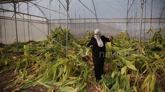 Palestinian woman Fatima al-Turabi harvests fresh turmeric at her ...