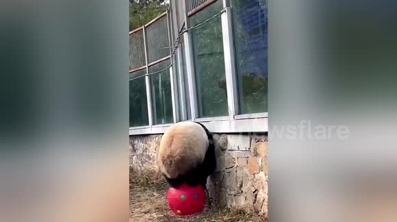 Giant panda makes great escape from enclosure at Beijing Zoo - Buy ...