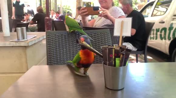 Pair of mischievous lorikeet birds steal a packet of sugar every ...