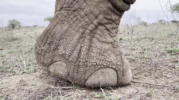 Ever wondered what an elephant foot looks like? HERD Founder, Adine ...