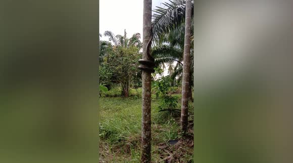 Python climbs tree by twisting around the trunk in Thailand - Buy, Sell ...