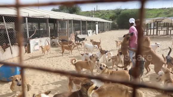 Palestinian man Saed al-Aer plays with the dogs at the Sulala Society ...