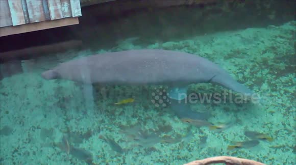 Incredible moment rare manatee gives birth to baby calf in zoo pool ...