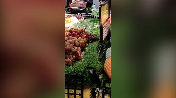 Pack of mice spotted eating grapes from fruit display at Chinese ...