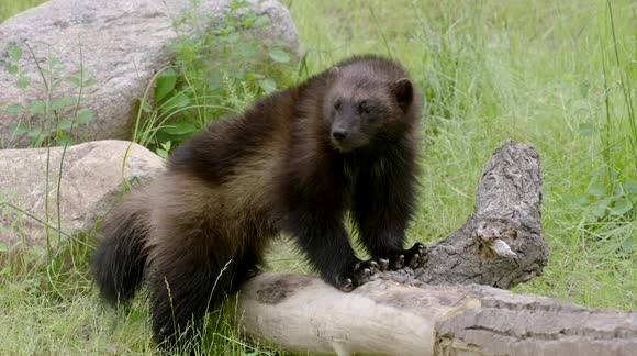 The ultimate small package is the mighty wolverine - Buy, Sell or ...