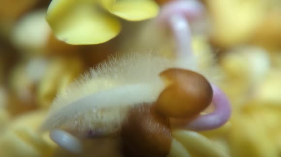 Your fuzzy sprouts are just thirsty! Zoomed in close on some sprouts to ...