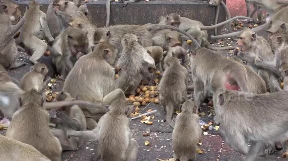 Rampaging wild monkeys carry on terrorising town as tourists return to ...