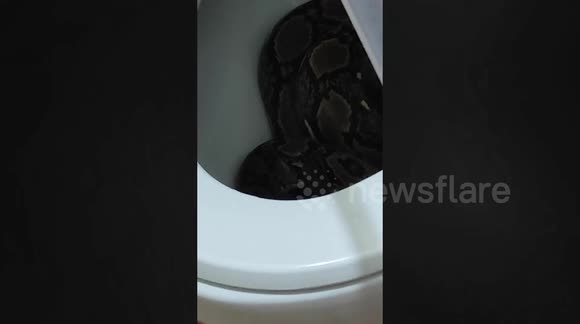 Wild python emerges from blocked toilet in Thailand - Buy, Sell or ...