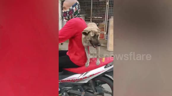 Pet dog rides pillion on motorcycle while standing in the Philippines ...