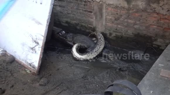 Terrified resident finds huge python swallowing LIVE monitor lizard in ...