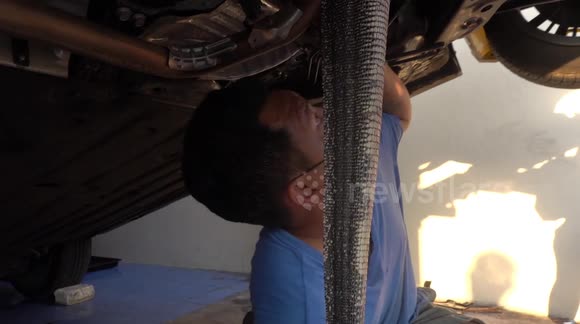 Monitor lizard rescued after getting trapped under car engine while ...