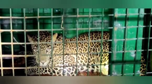 Leopard that was playing hide and seek was caught in a trap and later ...
