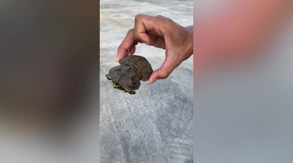 Deformed turtle stuck in tight rubber bands rescued and released - Buy ...