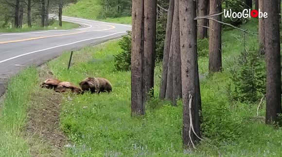 Disturbingly wild footage shows grizzly bear dominating elk in Wyoming ...