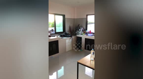 Huge monitor lizard found climbing over the dishes family's kitchen in ...