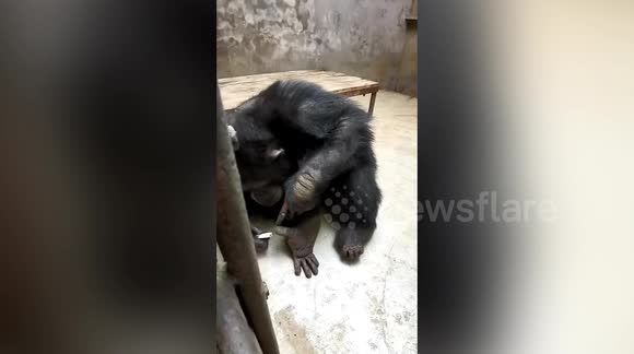 Chimpanzee filmed using clippers to cut his nails in southern China ...