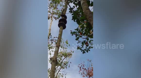 Wild python twists its way up a tall tree in Thailand - Buy, Sell or ...