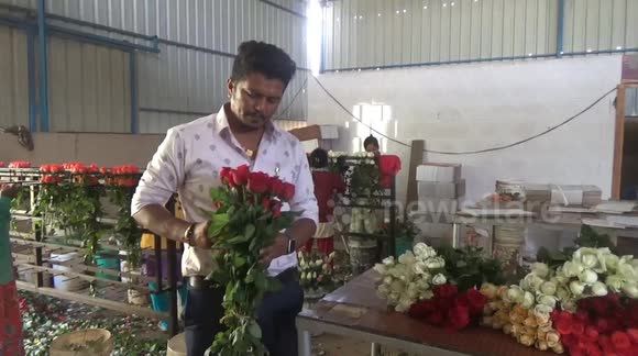Roses from India, grown, harvested and packed to be sent abroad for ...