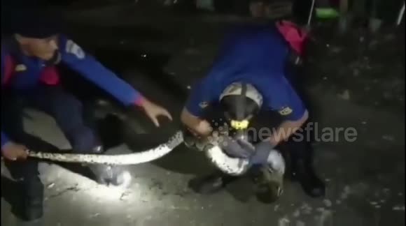 Indonesia firefighters catch three-metre python in Jakarta - Buy, Sell ...