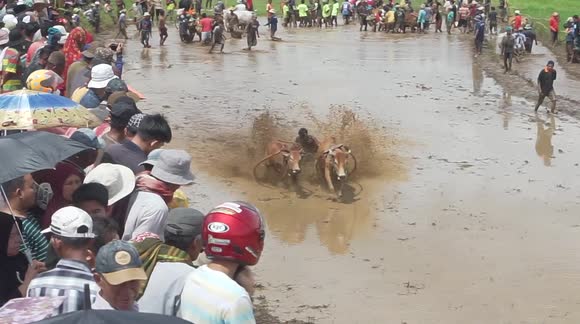 Daredevils compete in super fast cattle racing in Indonesia - Buy, Sell ...