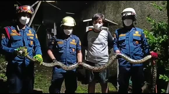 Firefighters remove two huge snakes from family's toilet and ceiling in ...