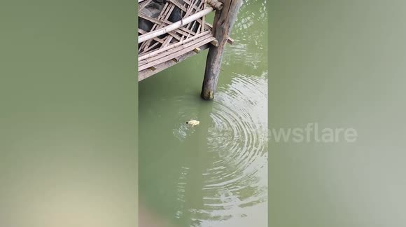 Woman rescues duckling from drowning and revives it with CPR - Buy ...
