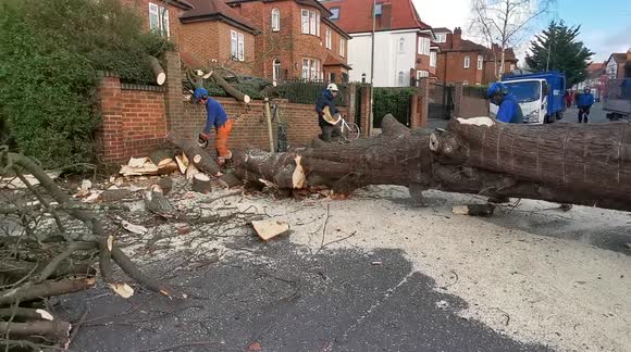 Cleanup begins after Eunice crushes trees and homes - Buy, Sell or ...