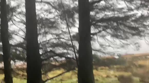 Windy woods trees blowing in wind storm Eunice UK Wales heavy winds ...