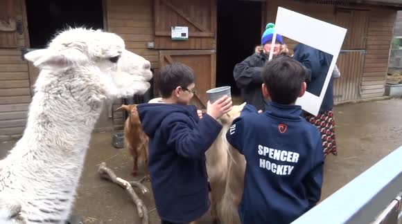 Alpacas Ben and Jerry pose for photos at retirement send-off at ...