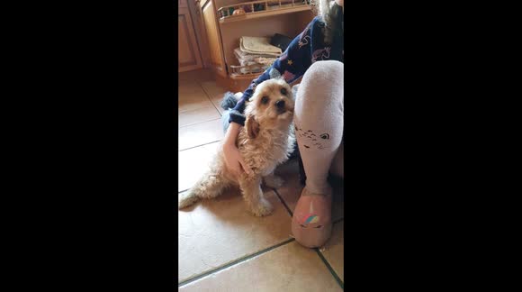 8 week old cavapoo puppy meeting her new family for first time - Buy ...
