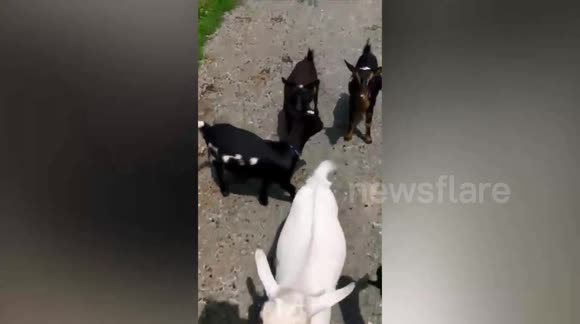 Meet the former opera singer who lives with 30 DWARF GOATS - Buy, Sell ...