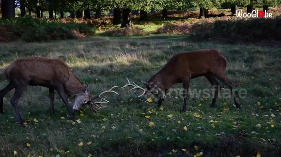 Red Deer Stag Fighting At Richmond Park - Buy, Sell or Upload Video ...