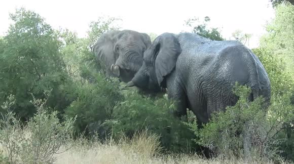 Tree-destroying massive male elephants have duel over dominance in ...