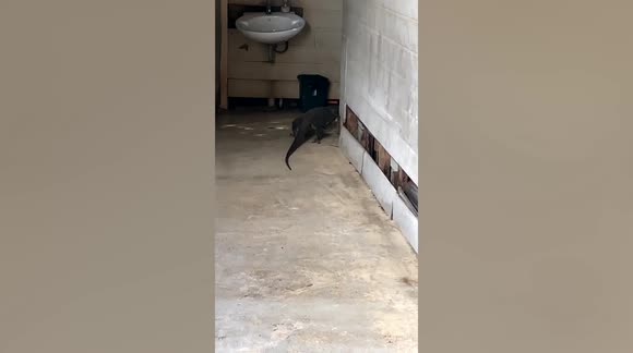 Shocked beach-goer finds huge monitor lizard prowling through public ...