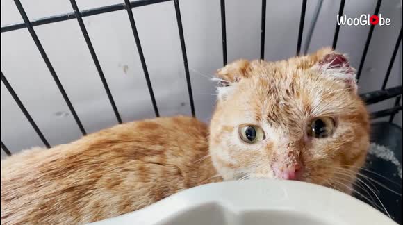 Frostbitten cat will warm your heart with their comeback story - Buy ...