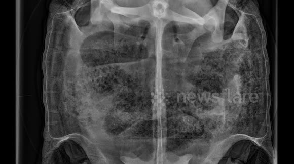 Check out this fascinating scan of a tortoise - Buy, Sell or Upload ...