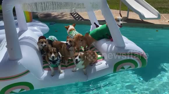 Corgis playing on a raft at a spring pool party - Buy, Sell or Upload ...