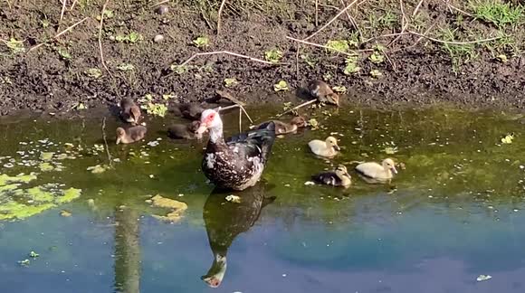 Mother Duck!!! Feeds her family of little Chiclets in a canal on a ...
